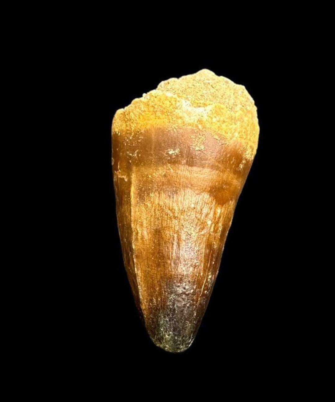 Top Quality Prognathodon Curry, Mosasaurus Tooth From Morocco ...