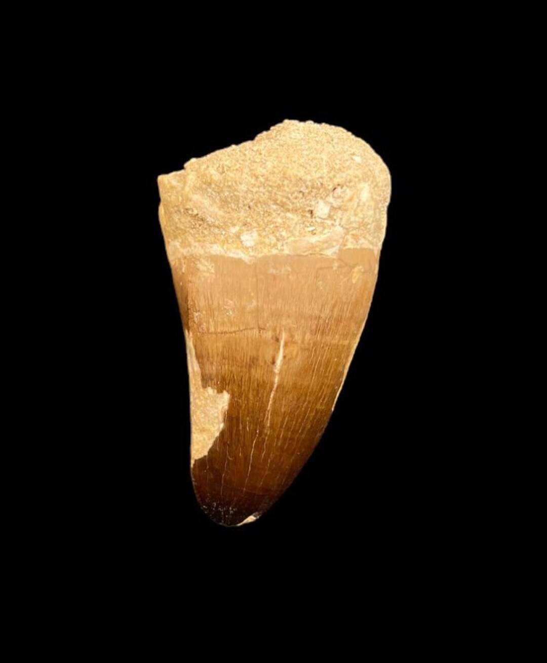 A Huge Prognathodon Curry, Mosasaurus Tooth From Morocco, Fossilized ...