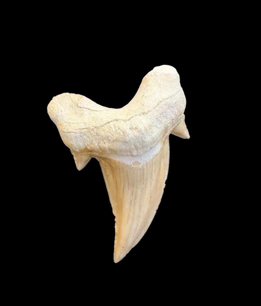 Natural History Gem: Otodus Obliquus Shark Tooth Fossil From Morocco ...