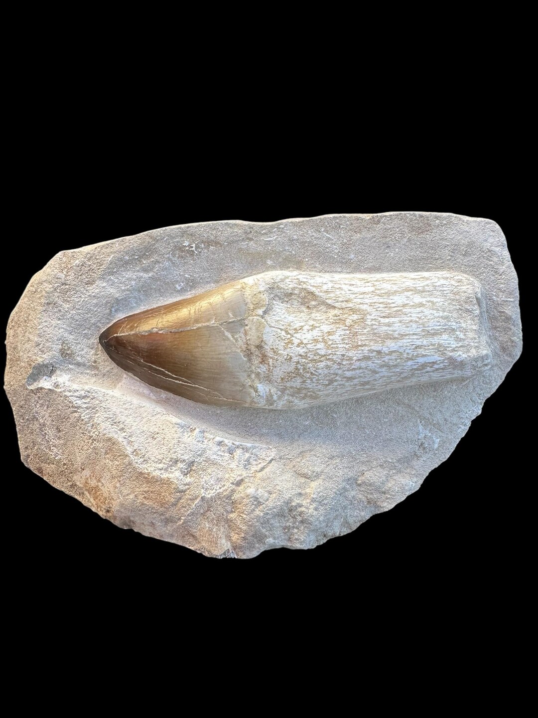 Huge Rooted Mosasaurus Tooth in Its Root From Morocco, Fossilized Dino ...