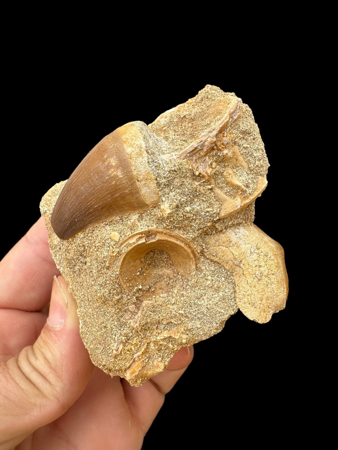 A Great Associated Mosasaurus Tooth With a Corax in Matrix, Associated ...
