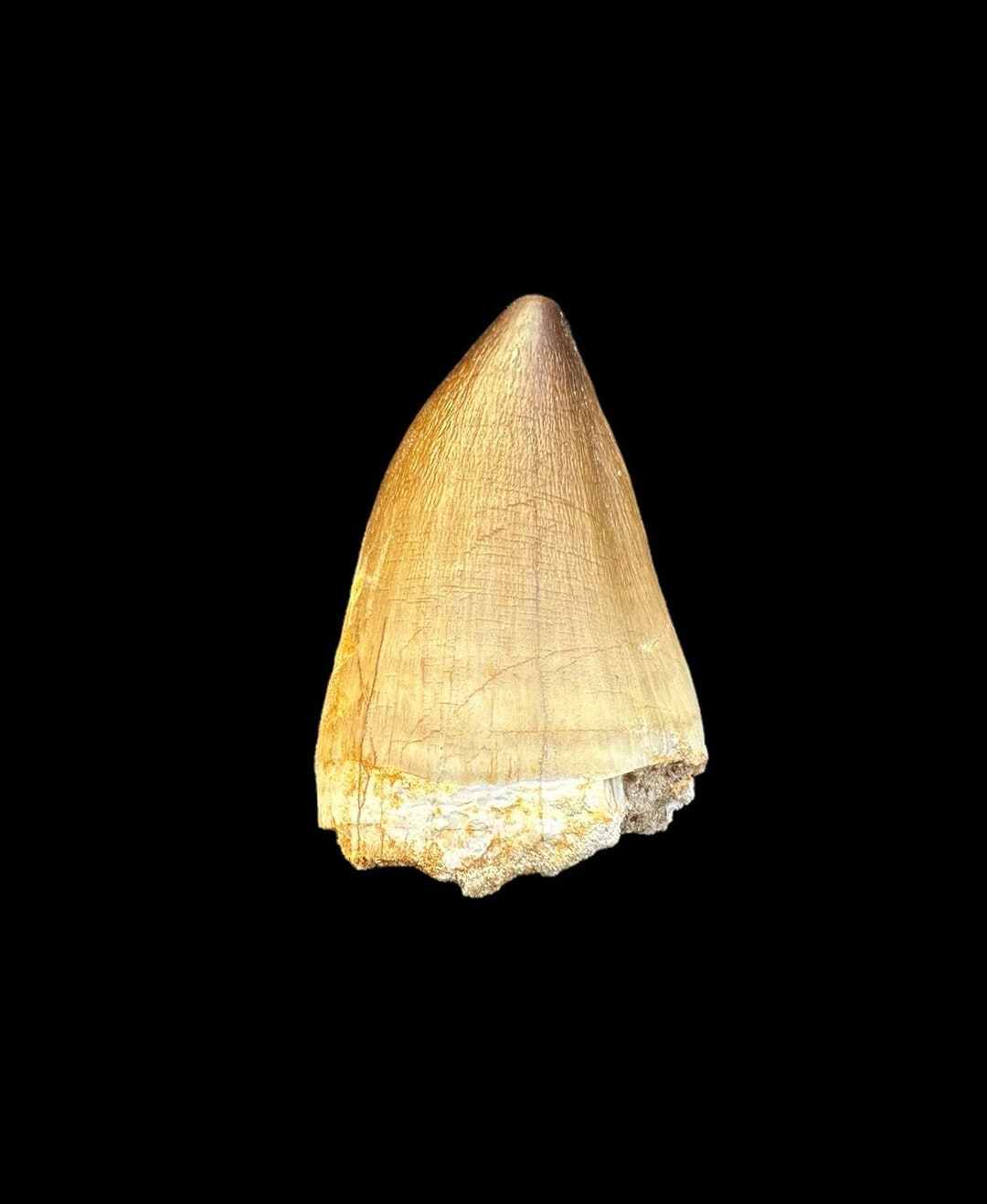 Rare Mosasaurus Tooth - A Piece of Prehistoric Majesty- Real Fossil ...