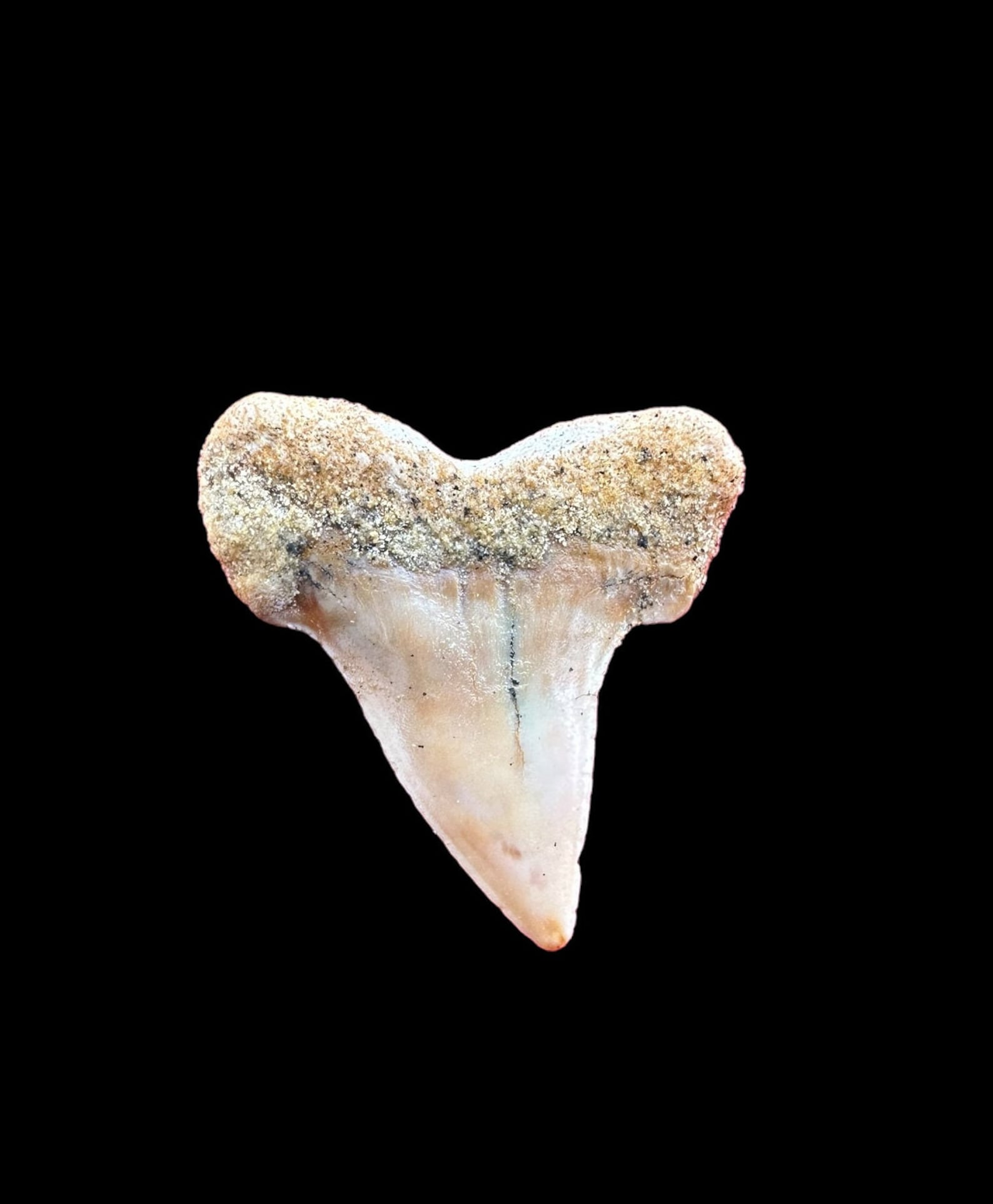 Extra Rare Macrorhizodus Falcatus Shark Tooth From Dakhla Morocco - Etsy