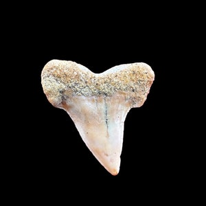 Extra Rare Macrorhizodus Falcatus Shark Tooth From Dakhla Morocco - Etsy