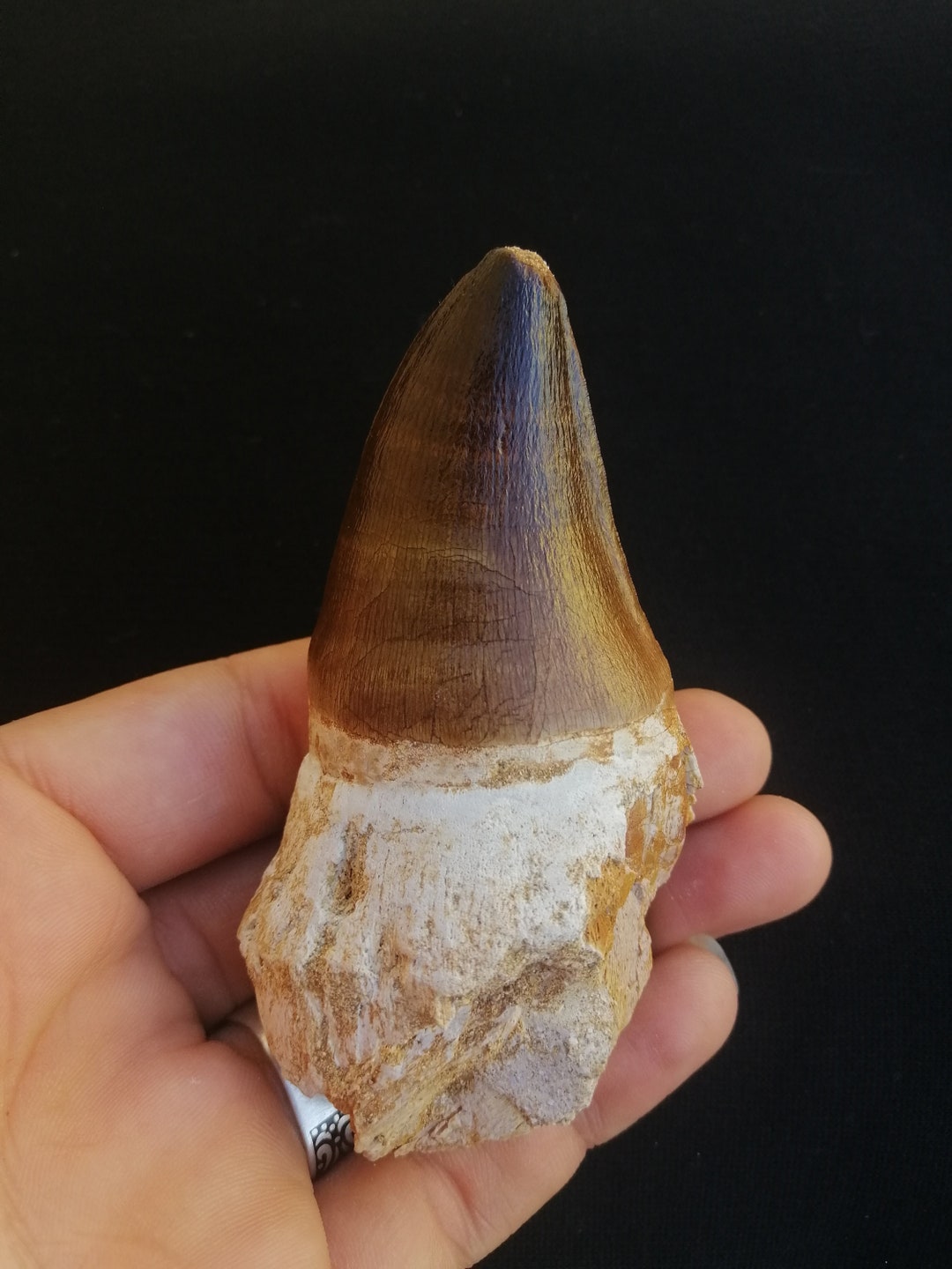 A Huge Mosasaurus Tooth in Its Root From Morocco Fossilized - Etsy ...