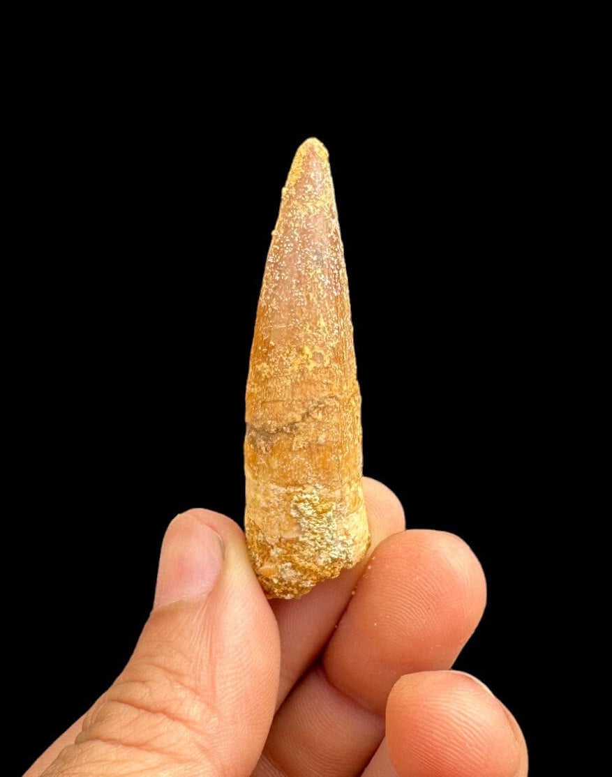 Perfect Spino Tooth Great Spinosaurus Tooth Cretaceous - Etsy