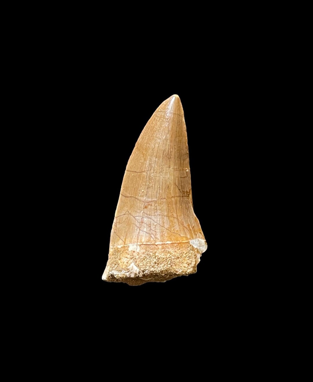 Top Rare Quality TYLOSAURUS TEETH Fossils Teeth Mosasaurus Dinosaur ...