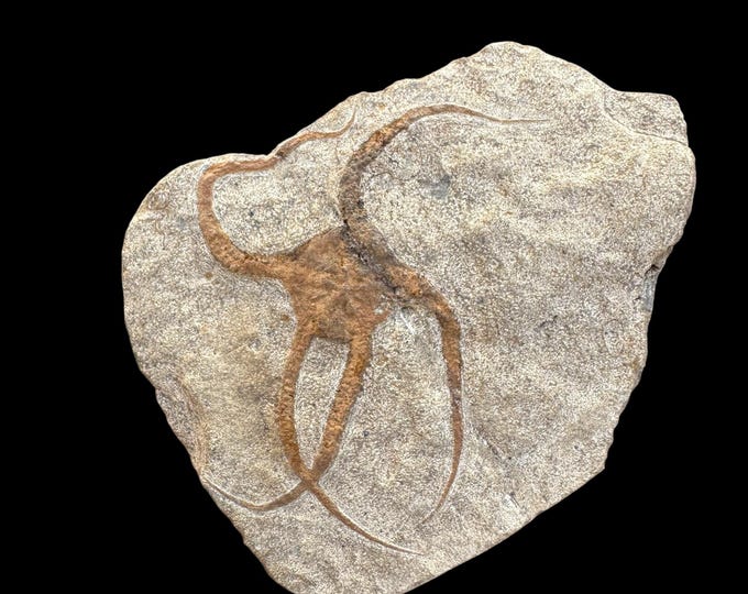 Fabelhaftes authentisches (Ordovizium, 488 - 433 Millionen Jahre ...