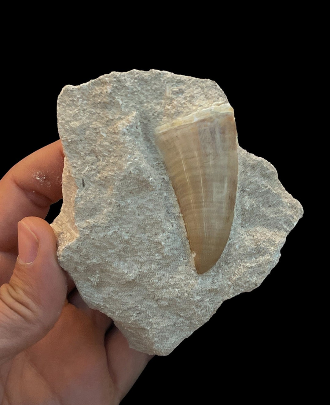 Rare Quality TYLOSAURUS TOOTH Fossils - Top Mosasaurs Tooth - Dinosaur ...