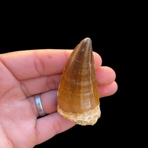 Great Mosasaur Tooth Large Marine Dinosaur Mosasaurs Real Fossil From ...