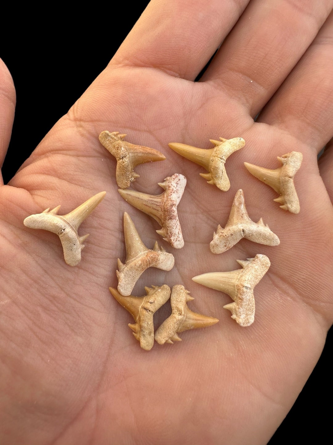 Rare Collection: Ten Exquisite Sand Shark Teeth With Double Cusps ...