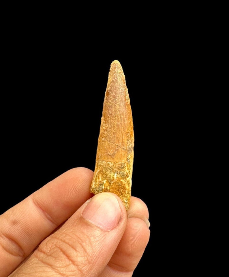 Perfect Spino Tooth Great Spinosaurus Tooth Cretaceous - Etsy
