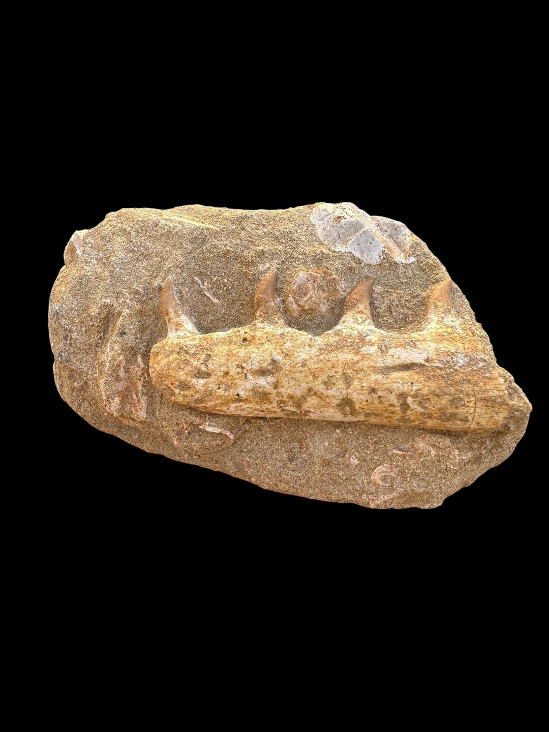 Mosasaur Jaw Specimen From Morocco, Partial Mosasaurs Skull Dino Jaw ...