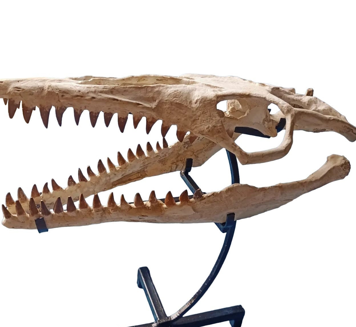 Giant Mosasaurs Skull