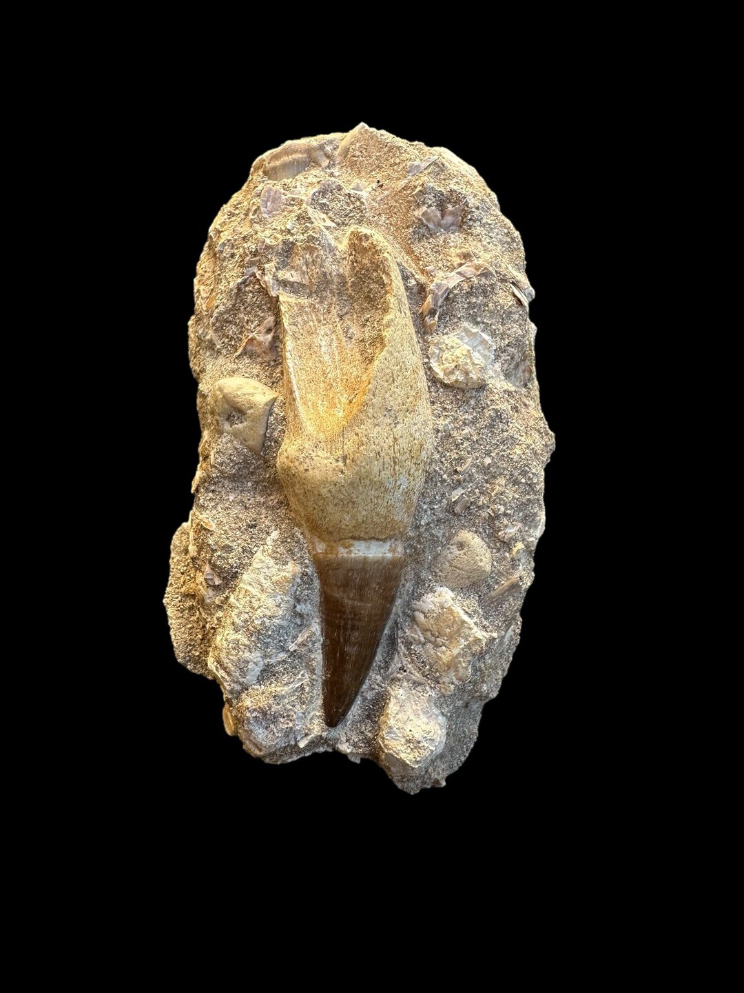 A Great Mosasaurus Tooth in Matrix From Morocco, Fossilized Dino Tooth ...