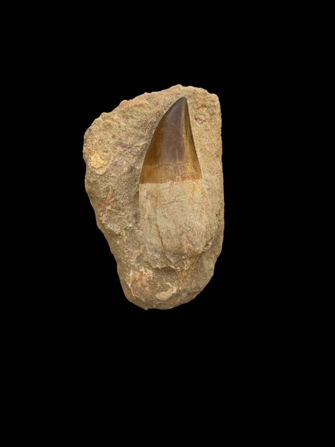 Huge Rooted Mosasaurus Tooth in Matrix Its Root From Morocco ...