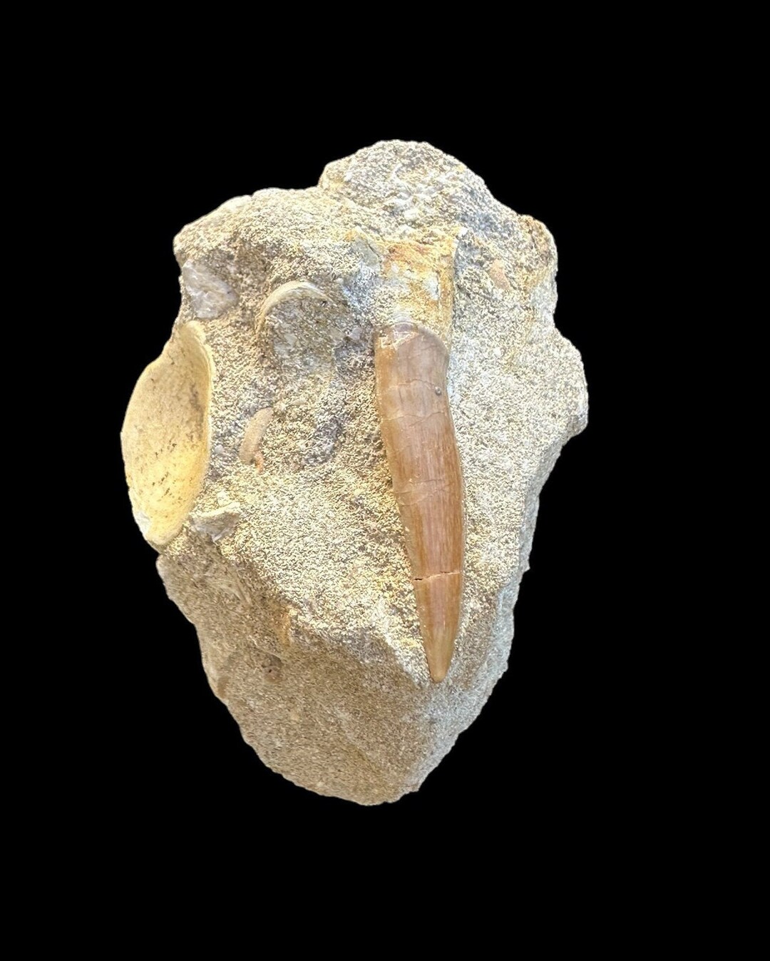 Authentic Moroccan Fossil - Sawfish Tooth in Natural Matrix ...