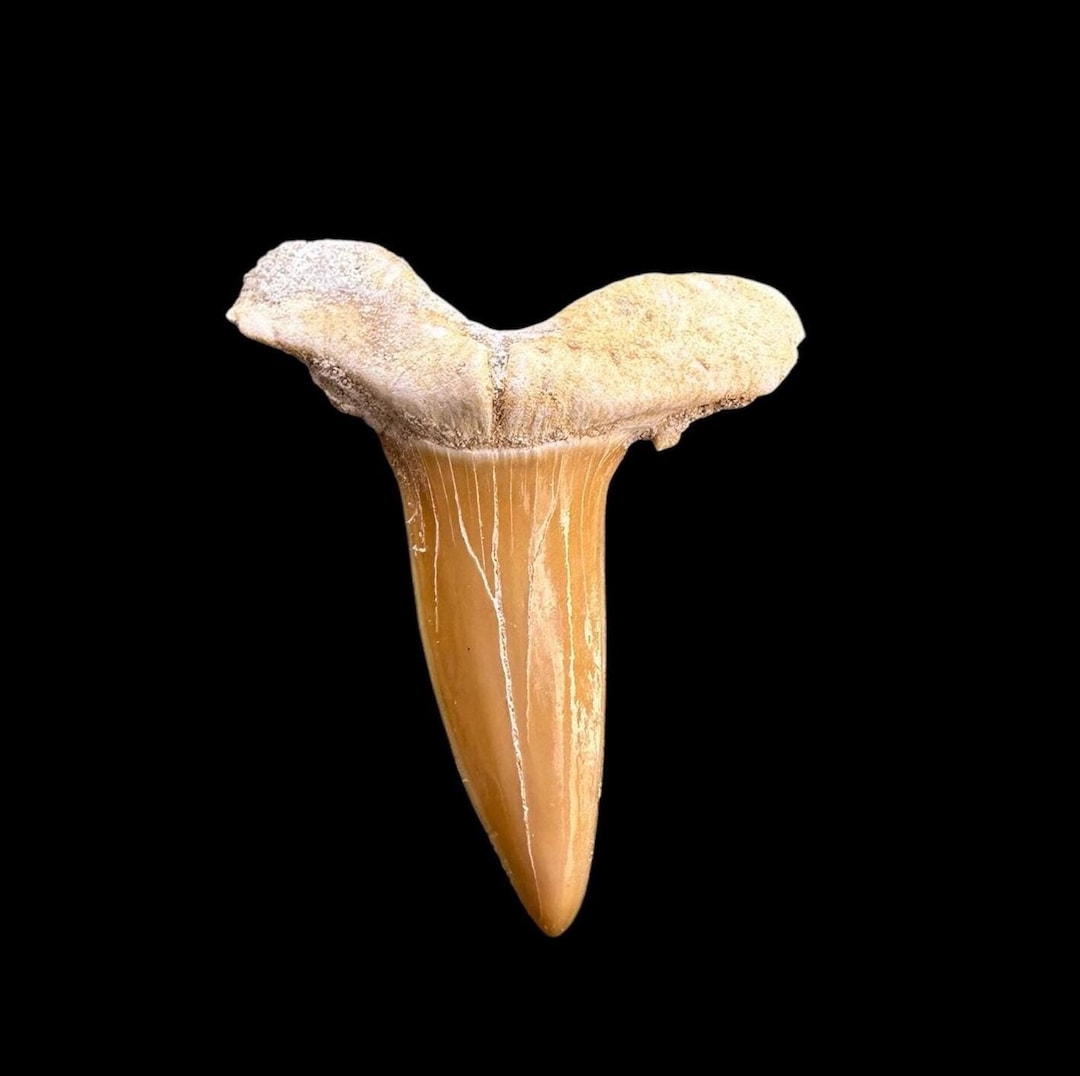 Authentic Fossilized Goblin Shark Tooth - Cretaceous Era- Moroccan ...