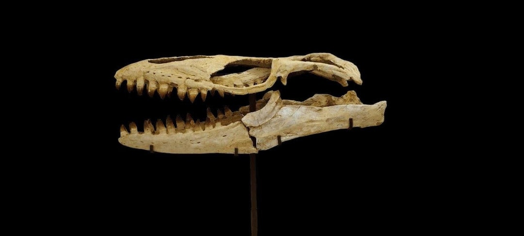Natural Mosasaurus Skull - A Rare and Majestic Fossil From the ...