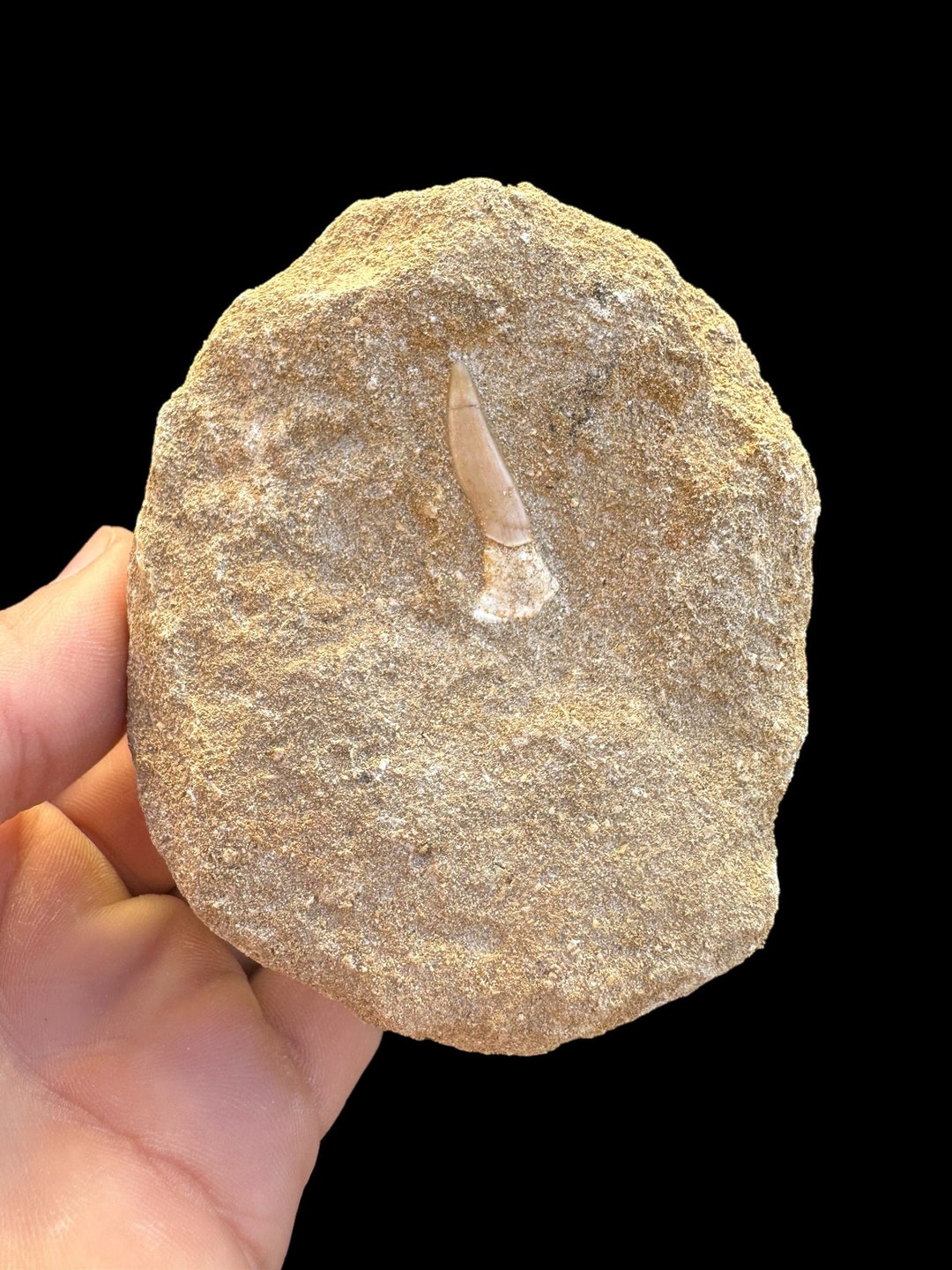 Ancient Sawfish Tooth Fossil in Moroccan Matrix - Unique Item ...