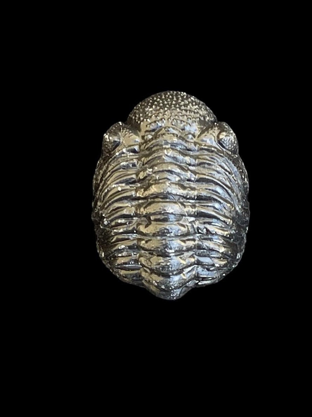 Rare Trilobite Reedops Fossil Phacopidae Devonian Trilobiten From ...
