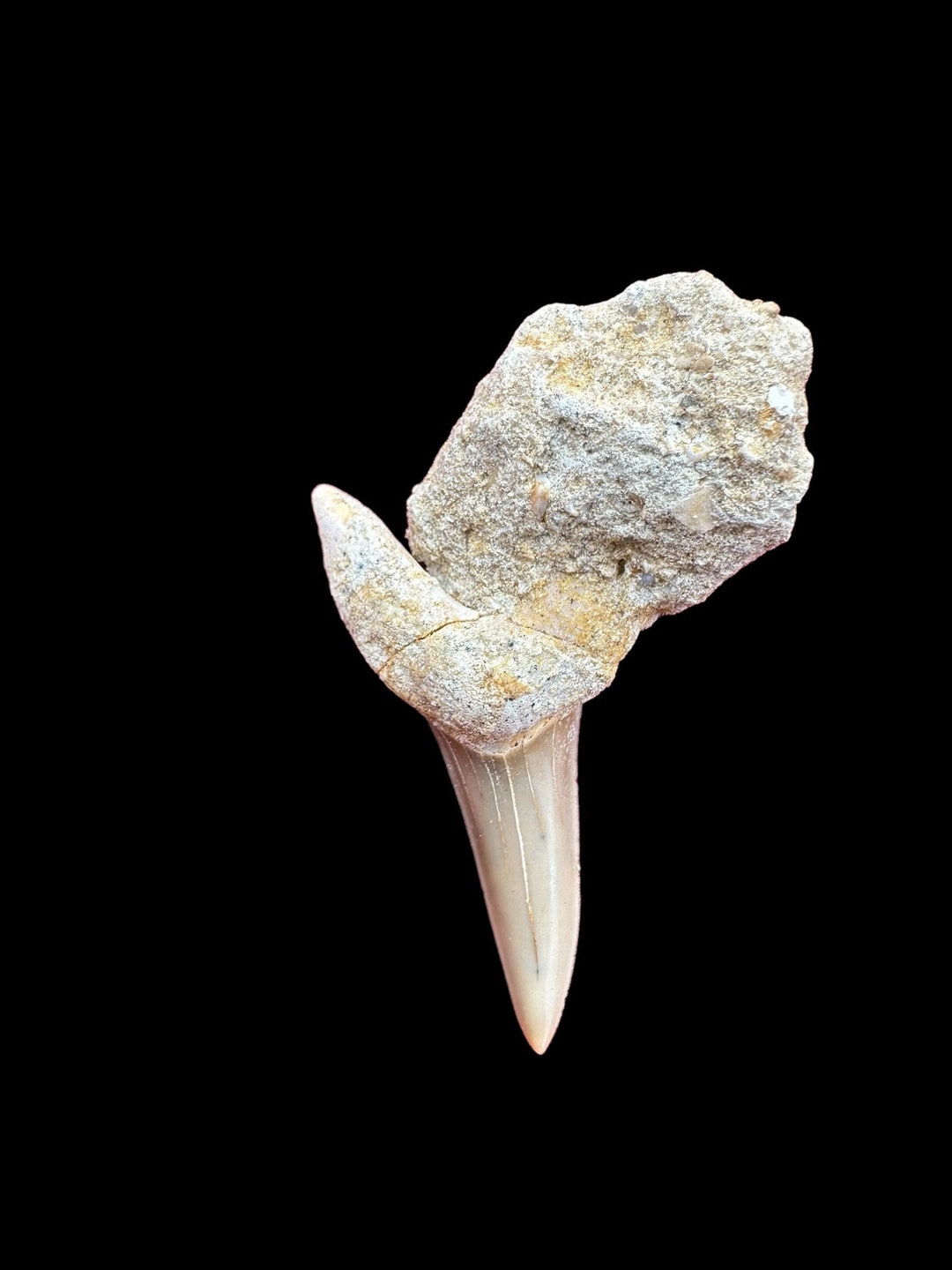 Fascinating Macrorhizodus Falcatus Shark Tooth From Dakhla Morocco ...