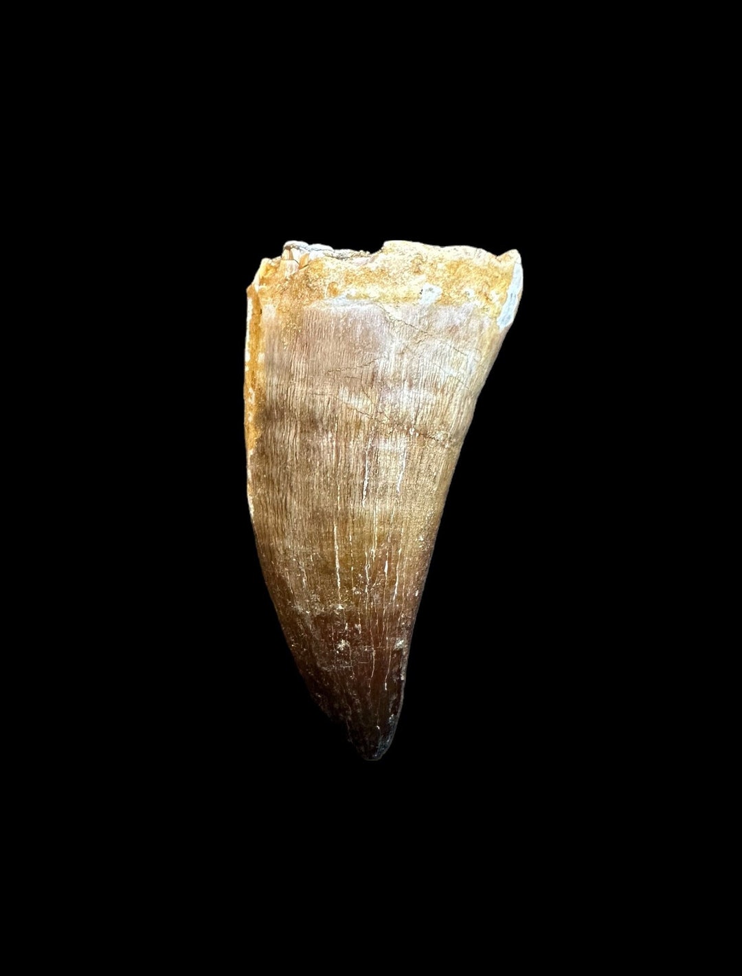 Awesome Mosasaurus Tooth From Morocco, Fossilized Dino Tooth, Dinosaur ...