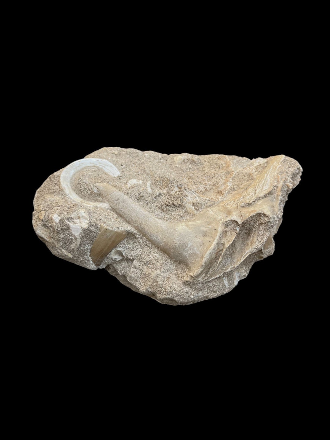 Awesome Enchodus Tooth Fossil: A Window Into the Prehistoric World ...