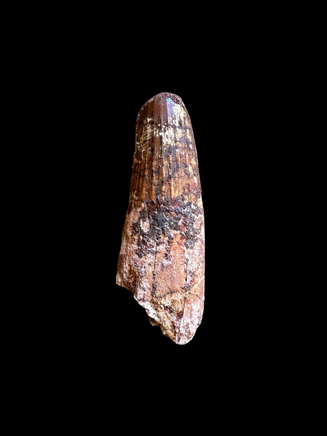 Moroccan Spinosaurus Tooth – Authentic Fossilized Dinosaur Relic – Rare ...