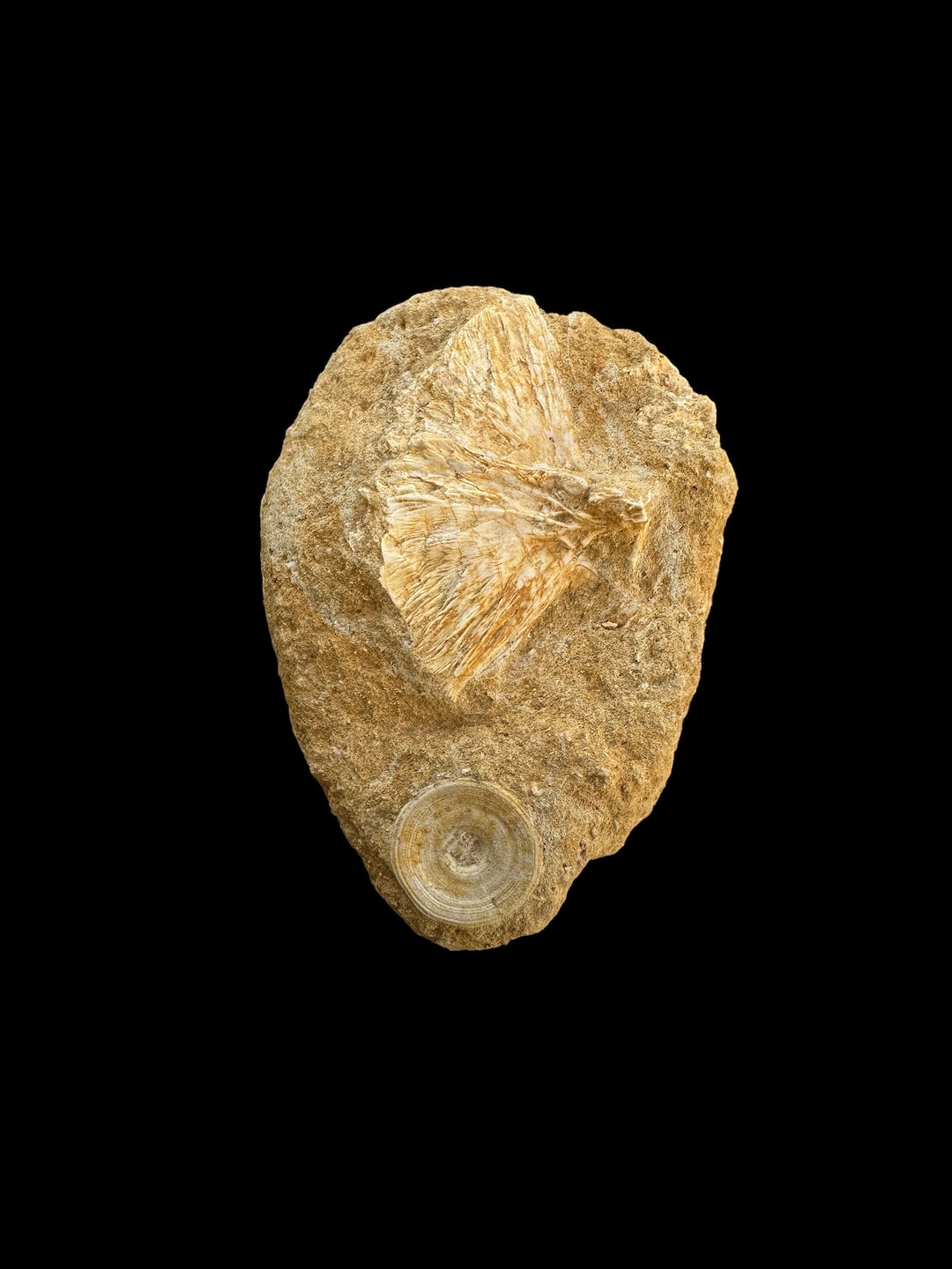 2.9" Fossil Fish (enchodus) Hypural Bone in Matrix (tailbone) From ...