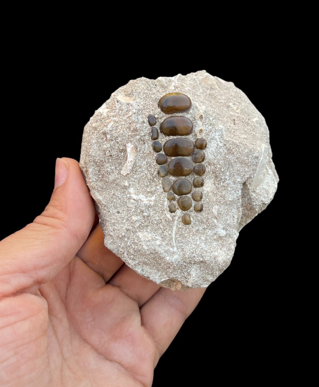 Rare Pycnodonte Fossil Tooth From Khouribga Morocco: A - Etsy