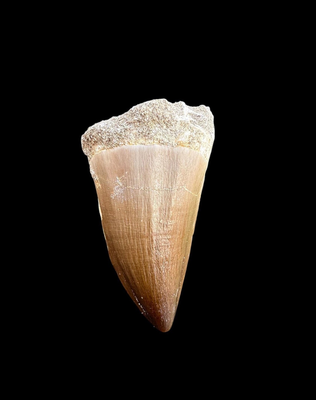 Rare Prehistoric Fossil - Mosasaurus Tooth From Ancient Oceans - Big ...