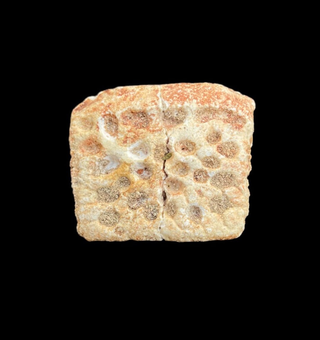 CROCODILE DERMAL PLATE : Top Quality Preserved Upper Cretaceous ...