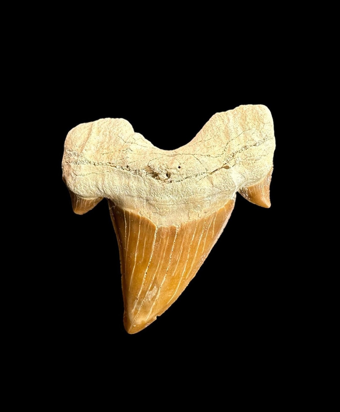 Amazing Moroccan Otodus Obliquus Fossil With a Unique Color : A Window ...