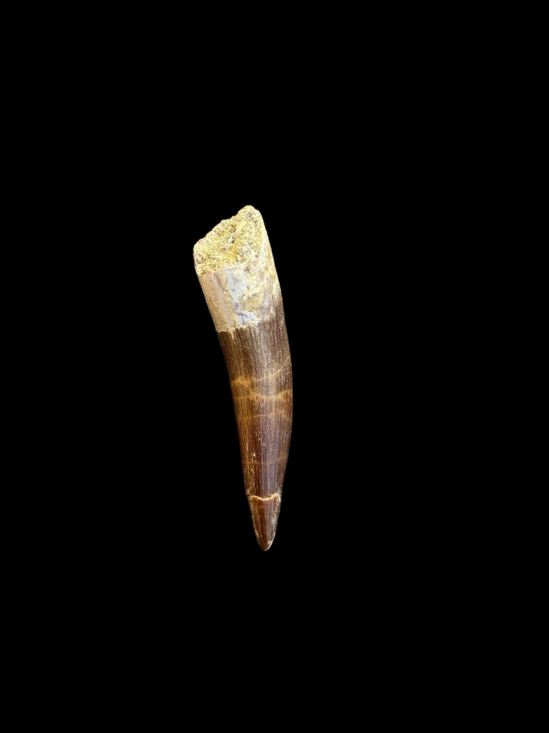 Gorgeous Quality Plesiosaurus Tooth (zarafasaura Oceanis) Upper ...