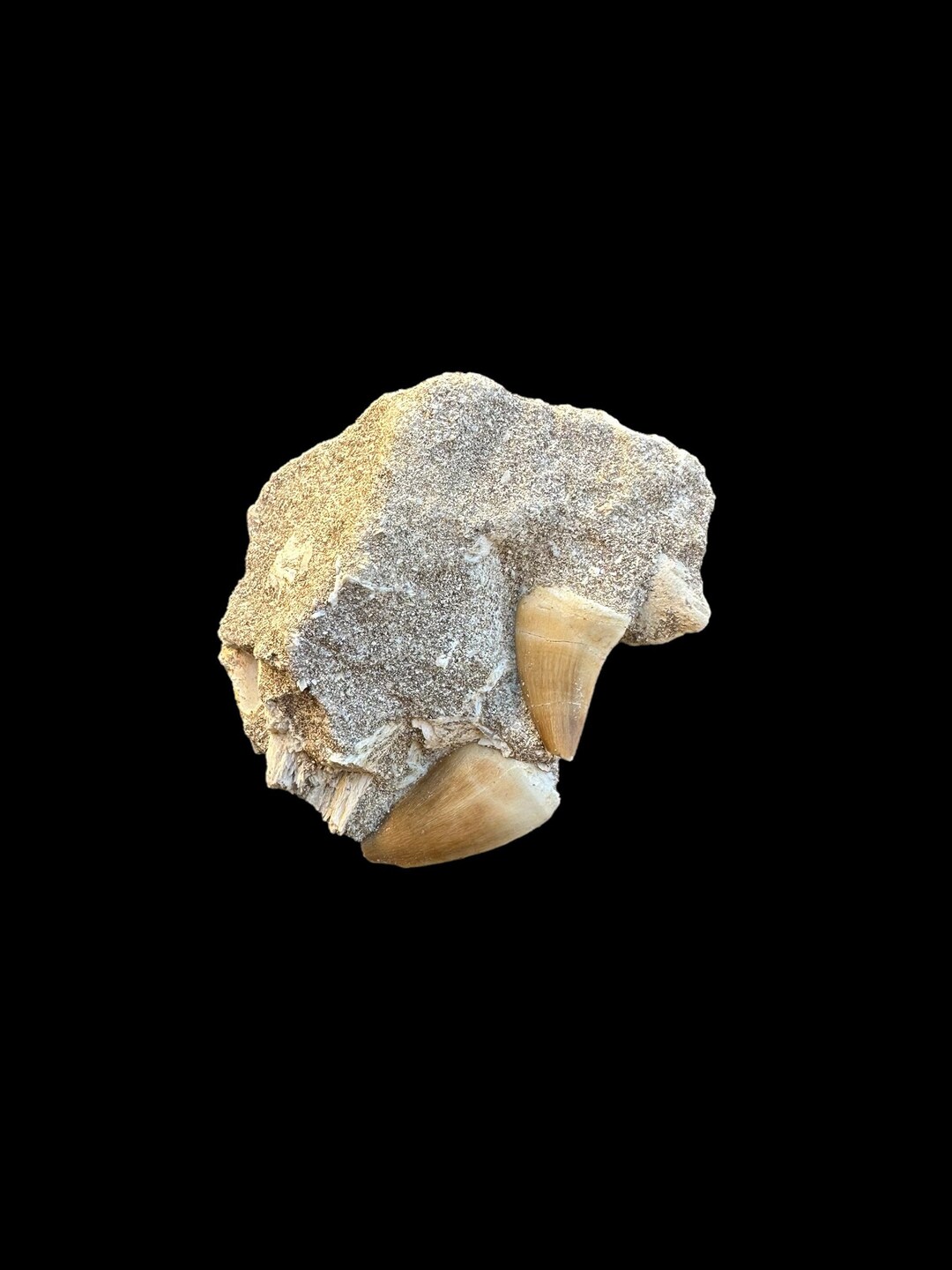 Awesome Paired Mosasaurus Teeth in Matrix, Dinosaur Tooth, Cretaceous ...