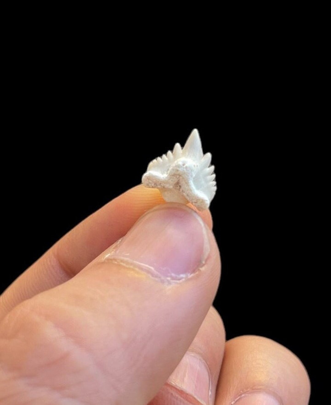 Rare Nurse Shark Tooth Fossil From Exotic Morocco: Unleash the ...