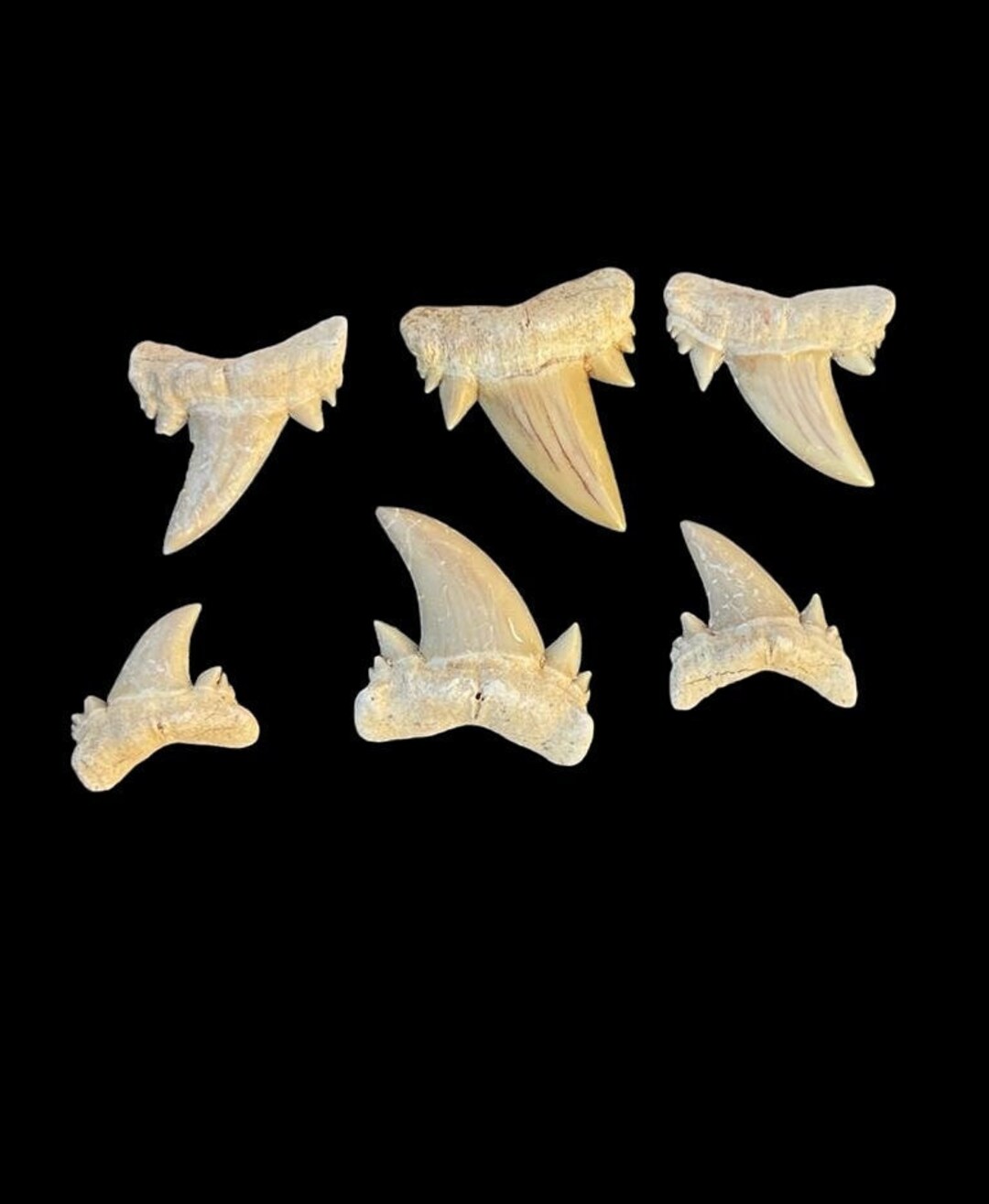 A Collection of SIX SERRATOLAMNA SERRATA Shark Teeth - Mackerel Shark ...