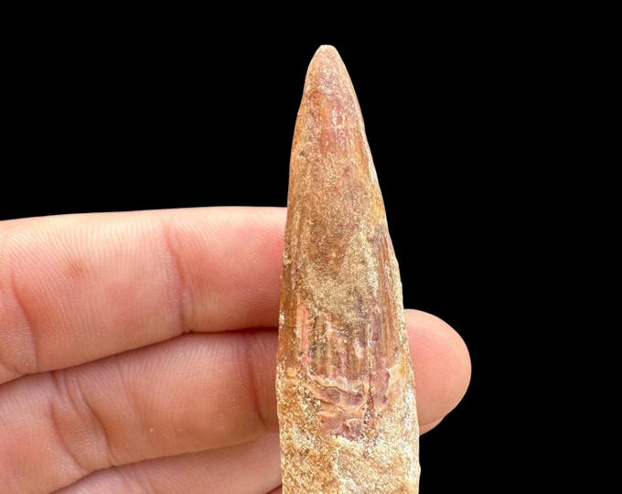 Real Spinosaurus Dinosaur Tooth Fossil – Moroccan Fossil Collectible ...