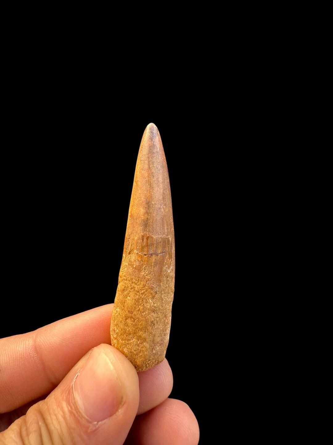 Extraordinary Spinosaurus Tooth, Cretaceous Dinosaur, 112 to 93.5 ...