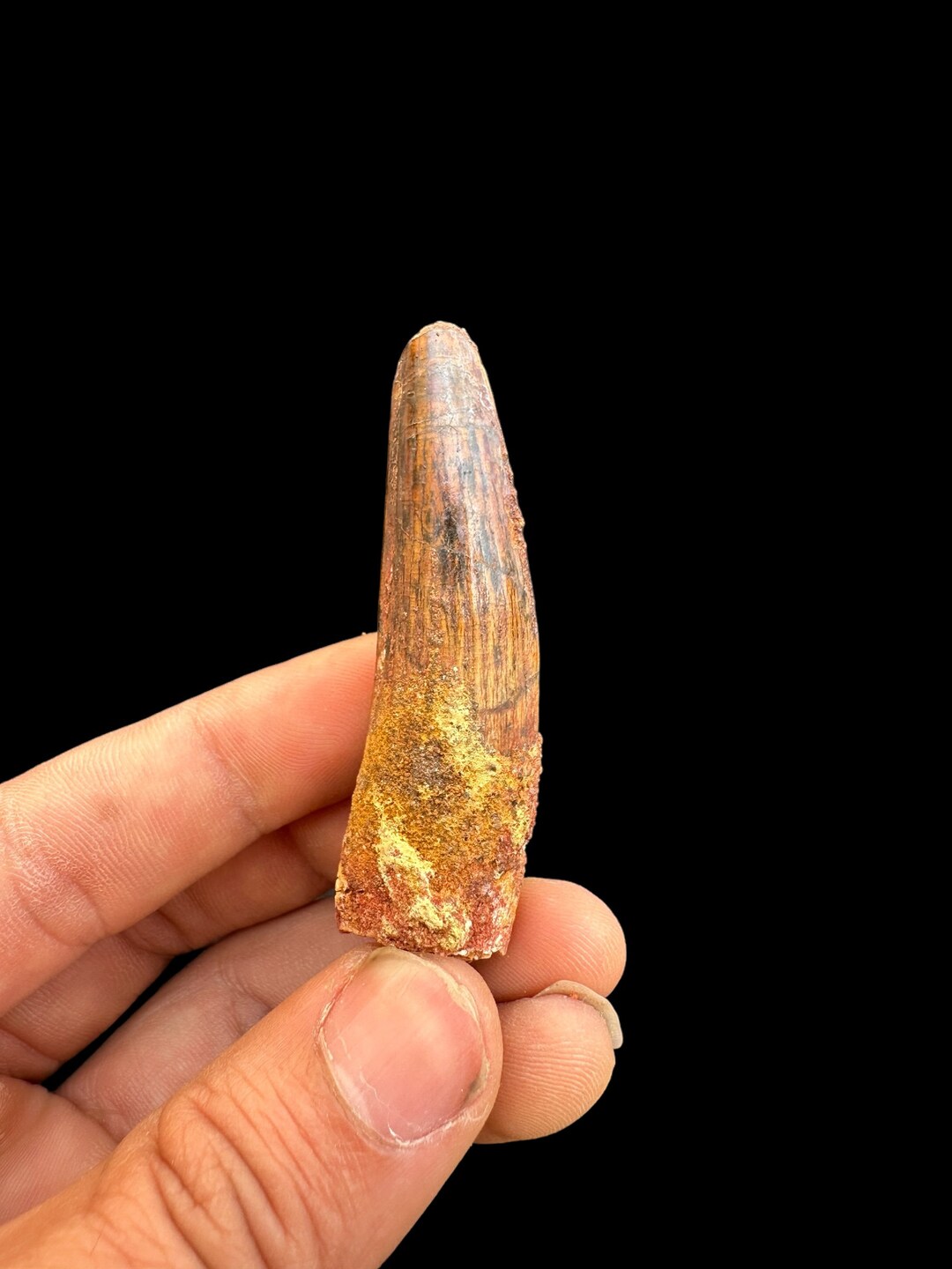 Spectacular Spinosaurus Tooth, Cretaceous Dinosaur, 112 to 93.5 Million ...
