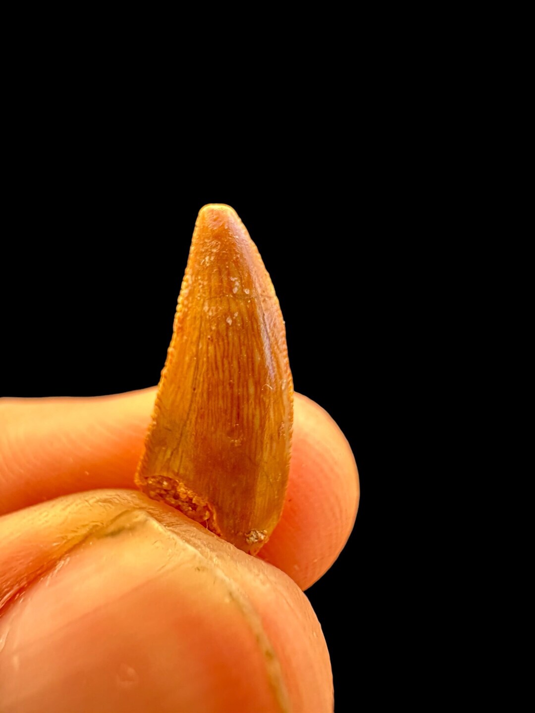 Awesome Prehistoric Majesty: Authentic Abelisaur Dinosaur Tooth From ...