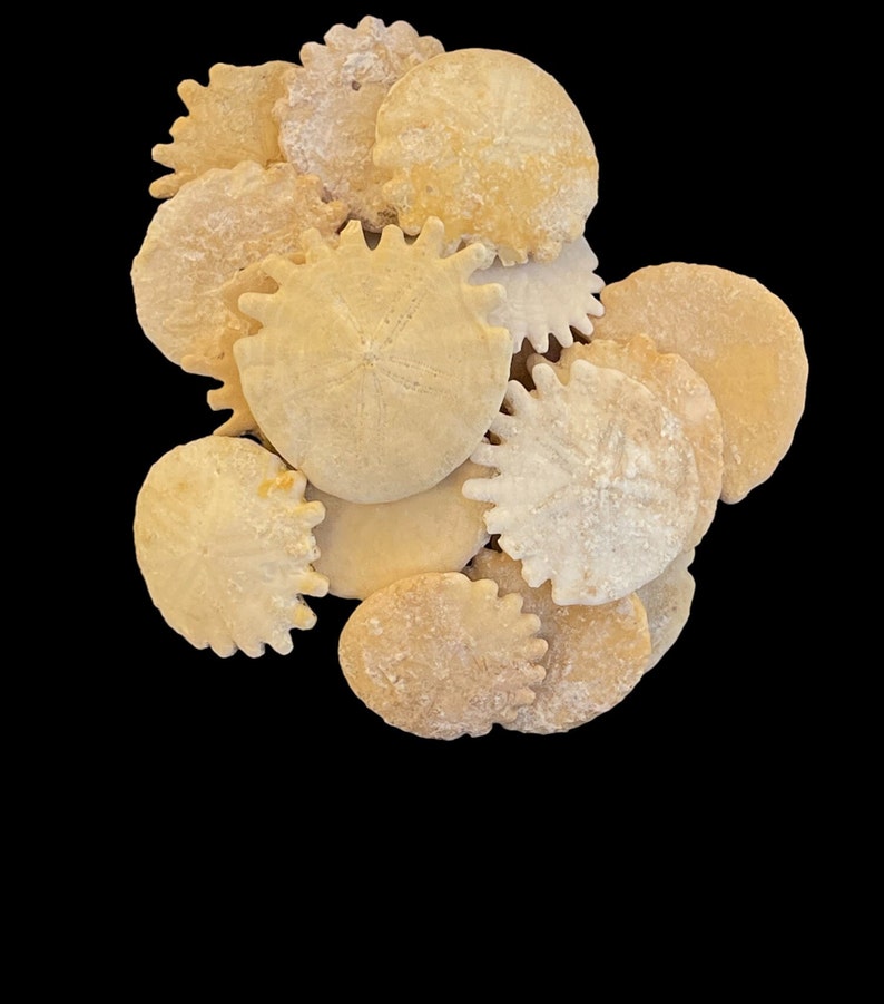 Extra Rare Ancient Oceanic Beauty With a Rare Heliophora Sea Urchin ...
