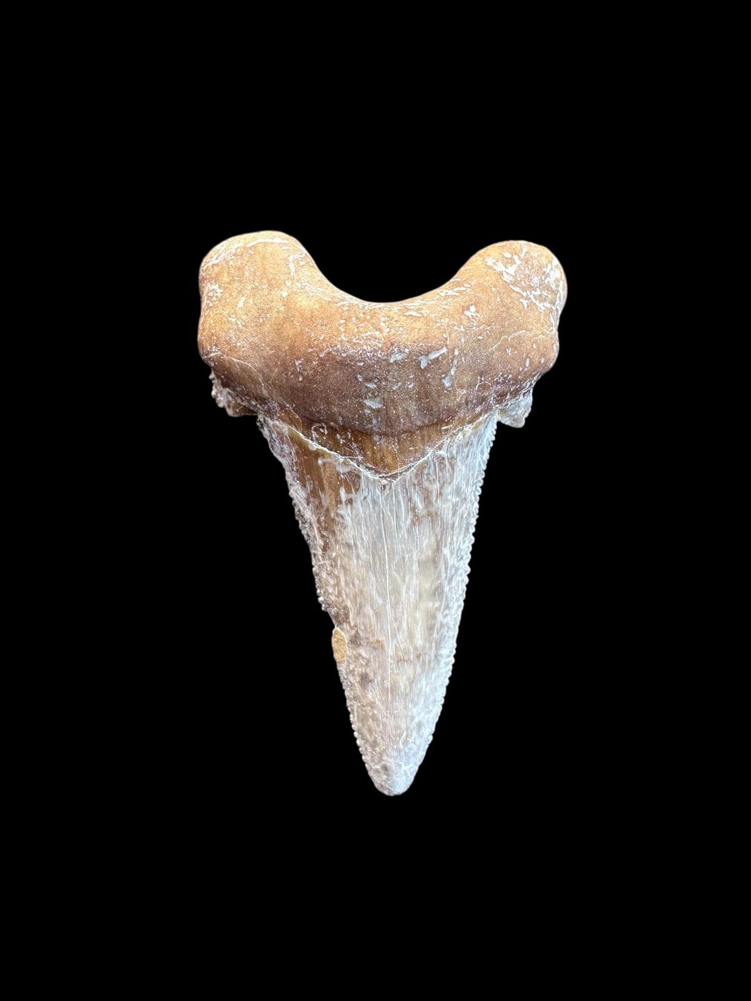 Fascinating Auriculatus Sokolovi Shark Tooth, Dinosaur Tooth From ...