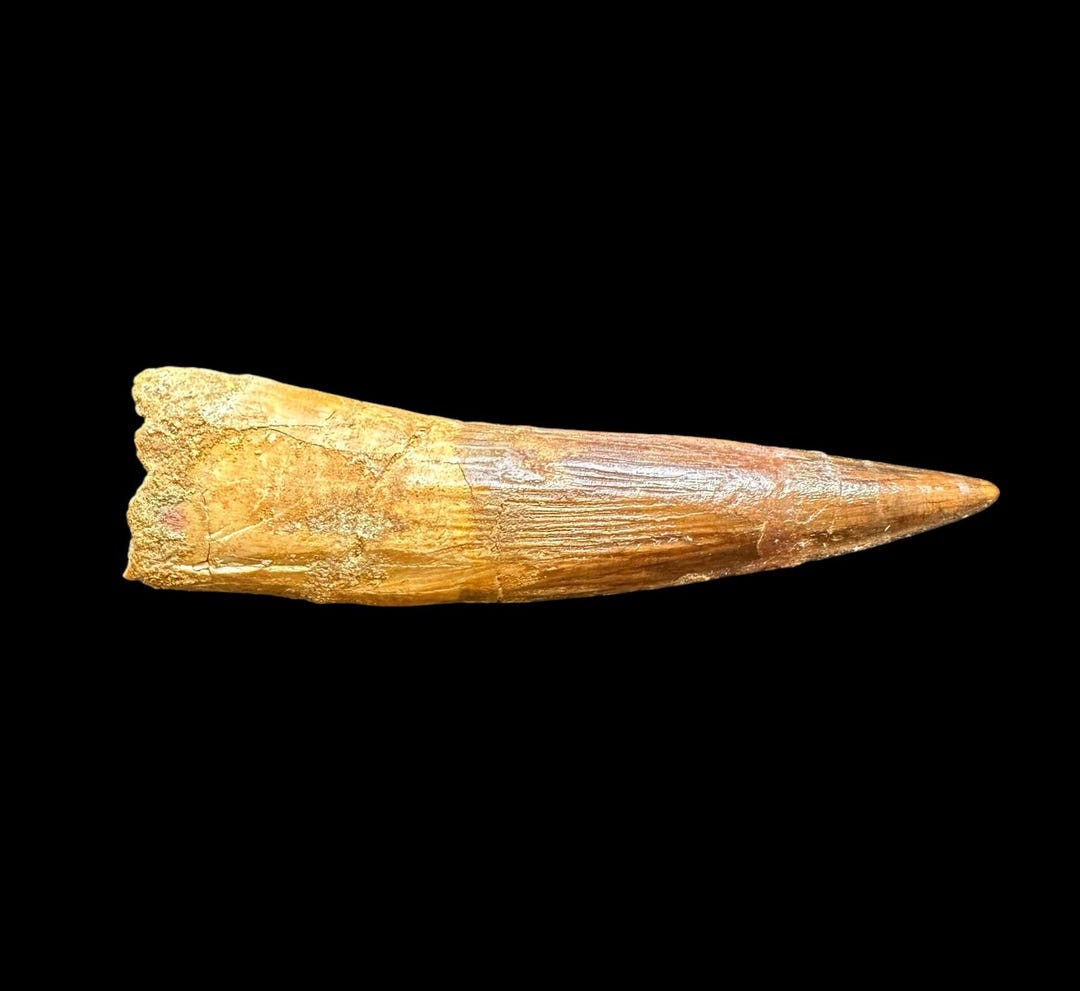 Awesome Spinosaurus Tooth Fossil – Genuine Moroccan Dinosaur – Rare ...