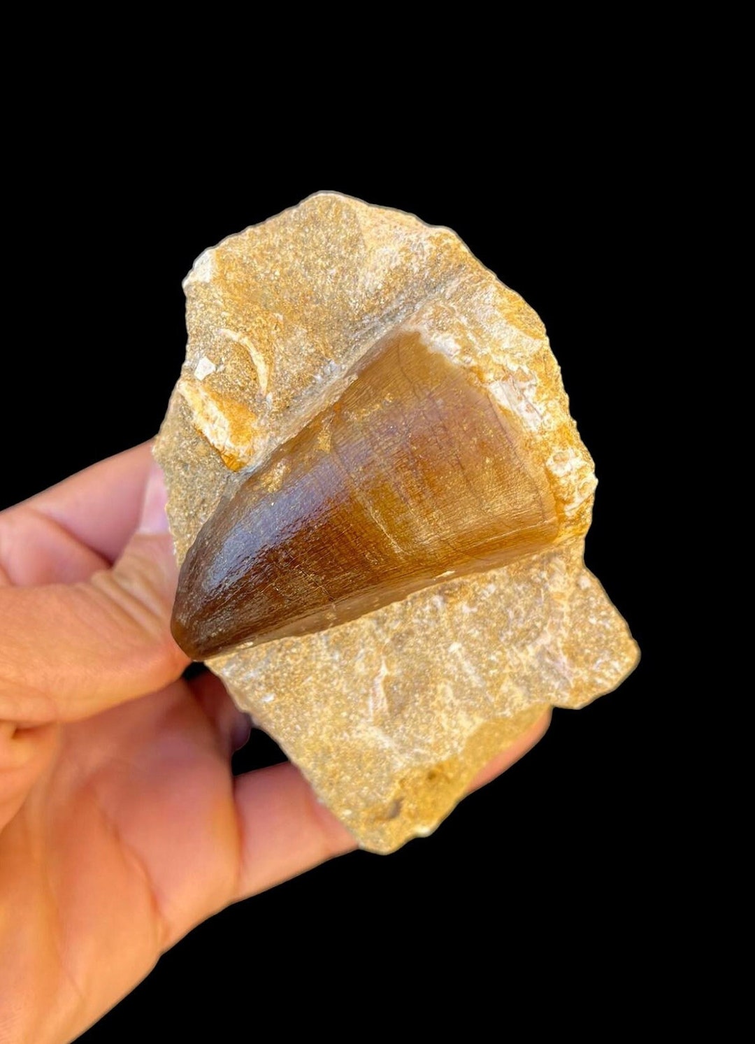 A Big Mosasaurus Tooth in Its Root From Morocco, Fossilized Dino Tooth ...