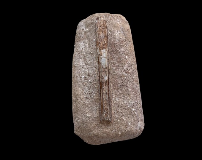 4.2 Inches Fossil EAGLE RAY BARB Myliobatis Fossil From Morocco - Etsy