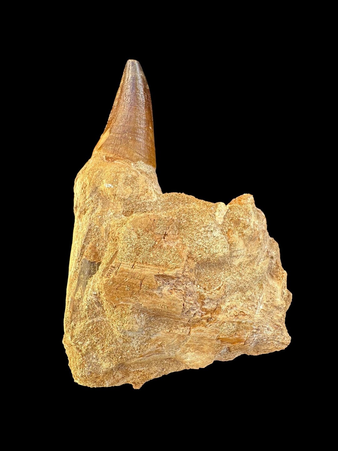 Awesome Rooted Mosasaurus Tooth With Another Embedded Smalle One From ...