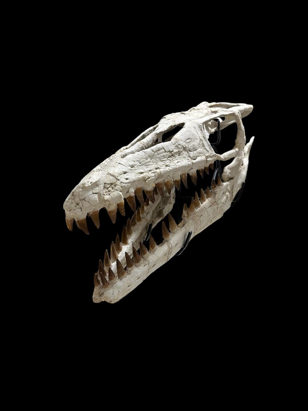Great Quality Mosasaur Skull Mosasaurus Beaugei Dinosaur Skull Reptile ...
