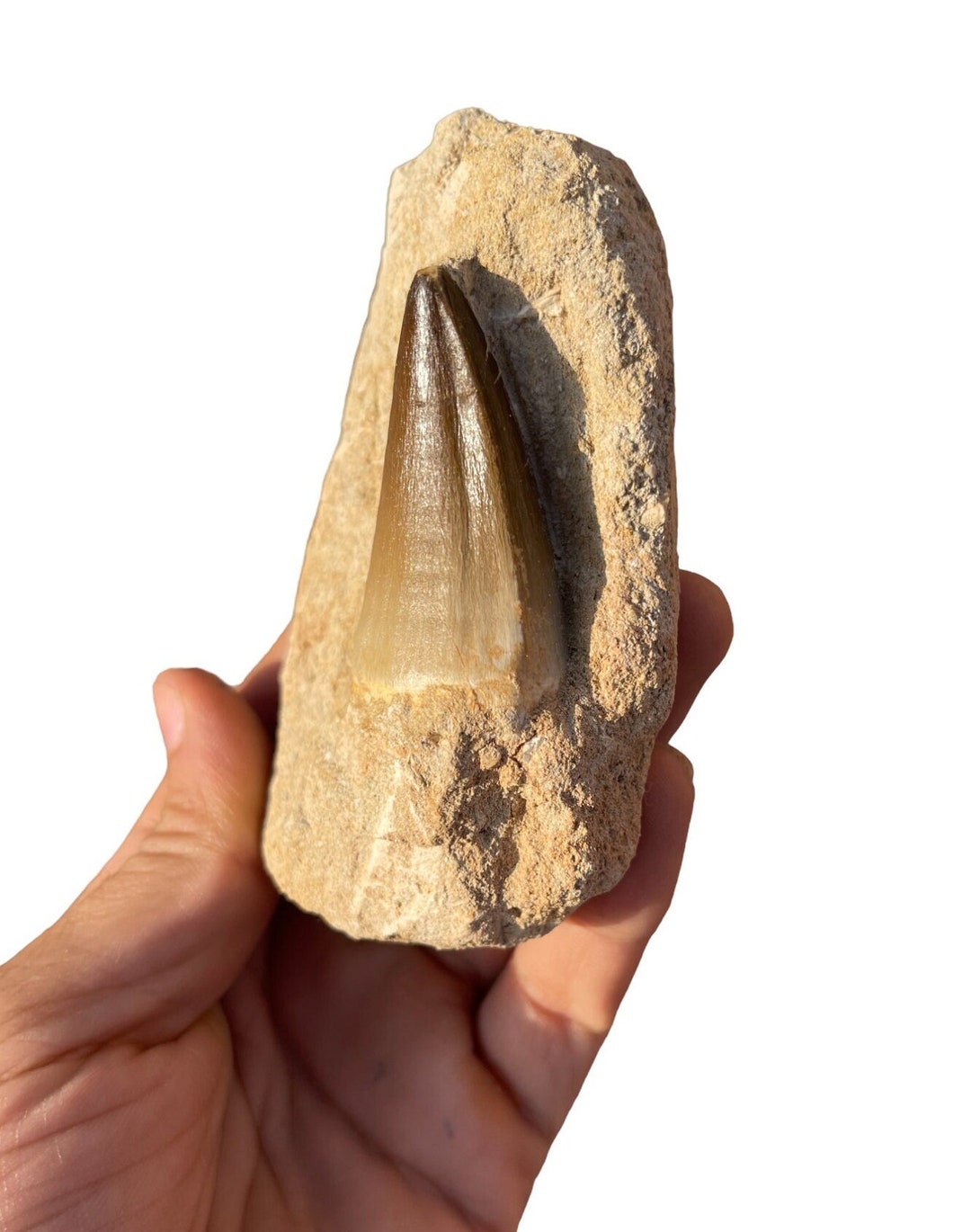 Top Quality Mosasaurus Tooth in Matrix From Morocco, Fossilized Dino ...